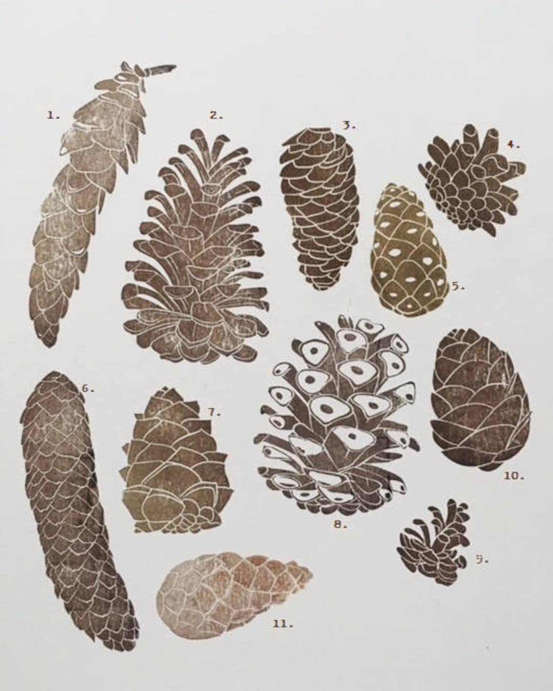 Pine Cones Hand Carved Stamps, Cones Identification, Nature Education ...