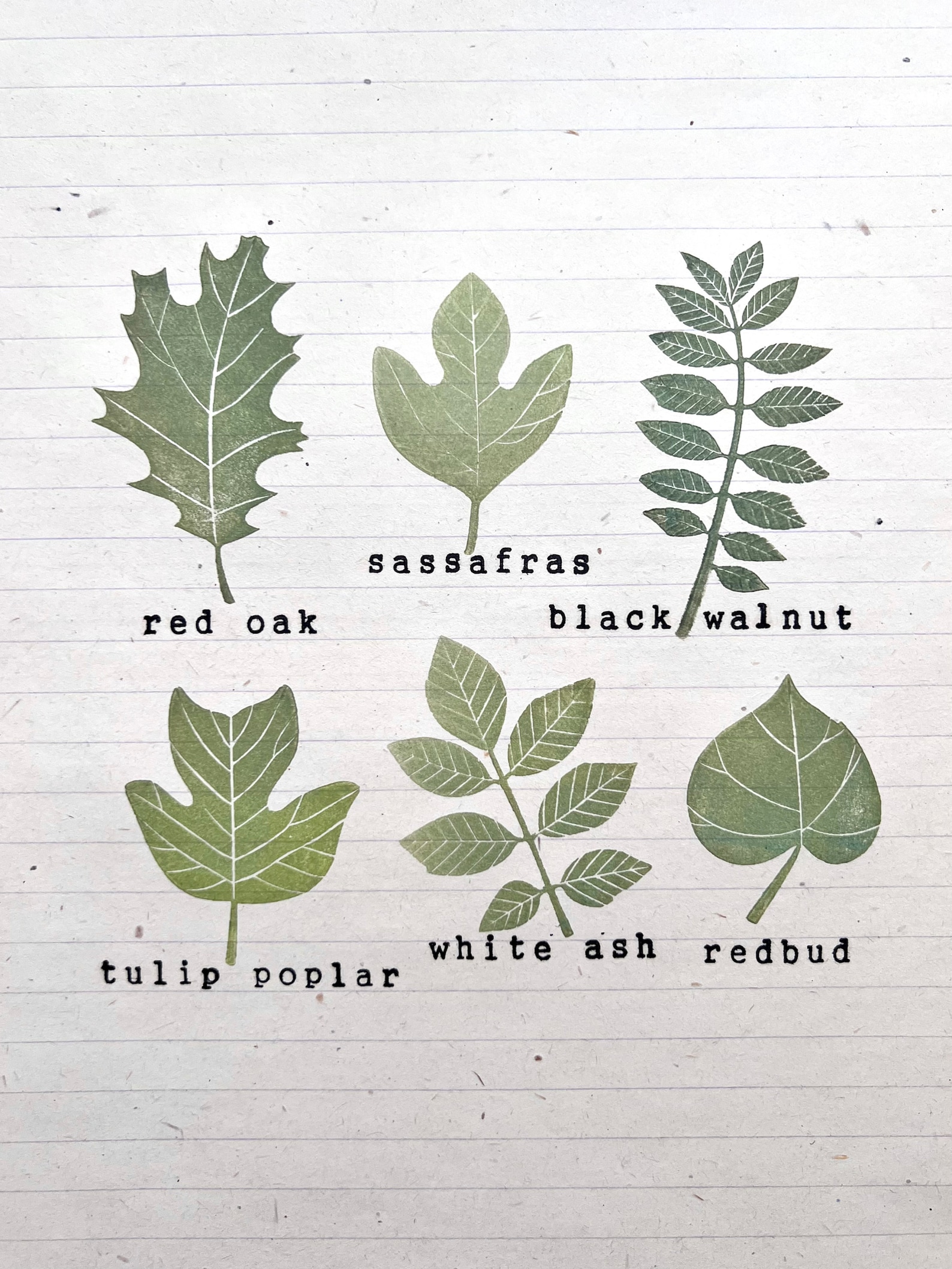 Common Trees Stamp Set, Hand Carved Botanical Stamp Set, Montessori ...