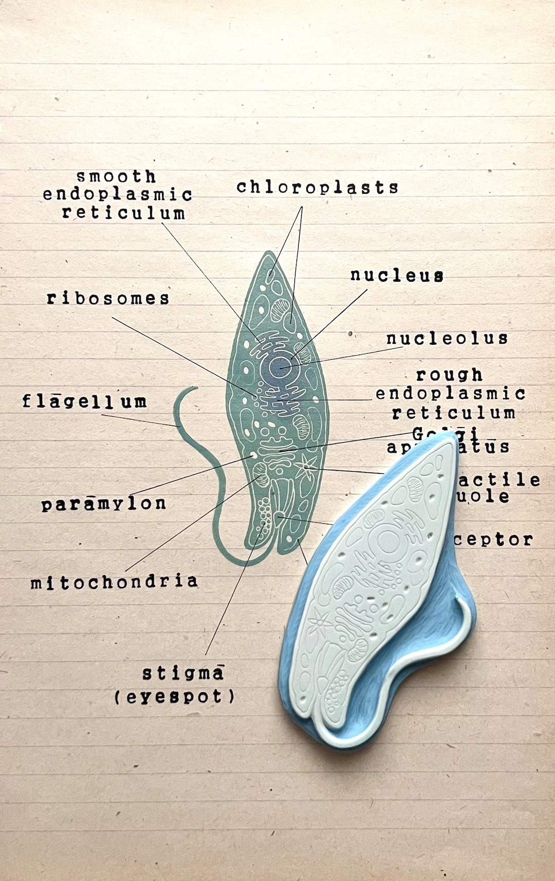 Euglena Structure Diagram, Unicellular Organism, Euglena Stamp, Biology ...
