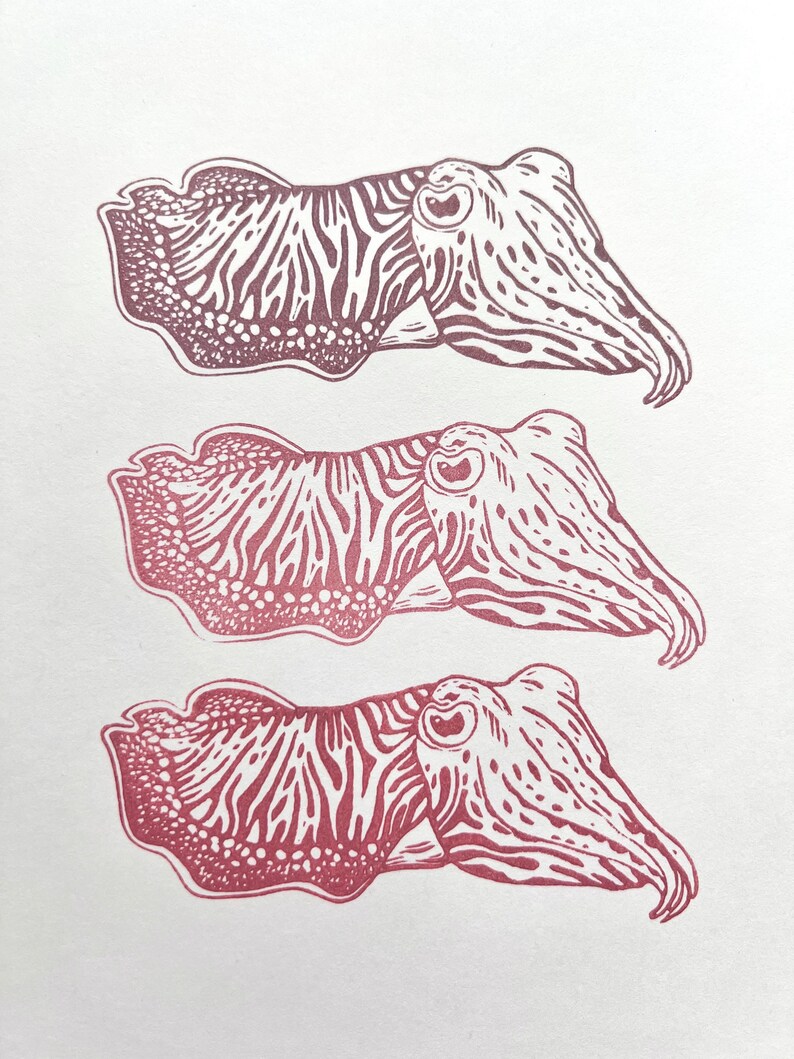 The Cuttlefish Rubber Stamp, Marine Molluscs, Cephalopod Art, Sea Life ...