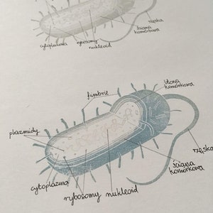 Bacteria Cell Anatomy Stamp, Structure of a Prokaryotic Cell ...