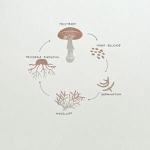 The Mushroom Life Cycle Hand Carved Rubber Stamp, Botanical Life Cycle ...