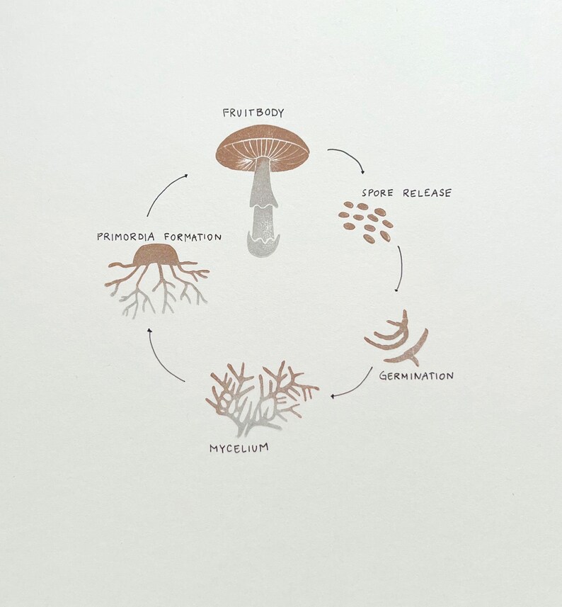 The Mushroom Life Cycle Hand Carved Rubber Stamp, Botanical Life Cycle ...
