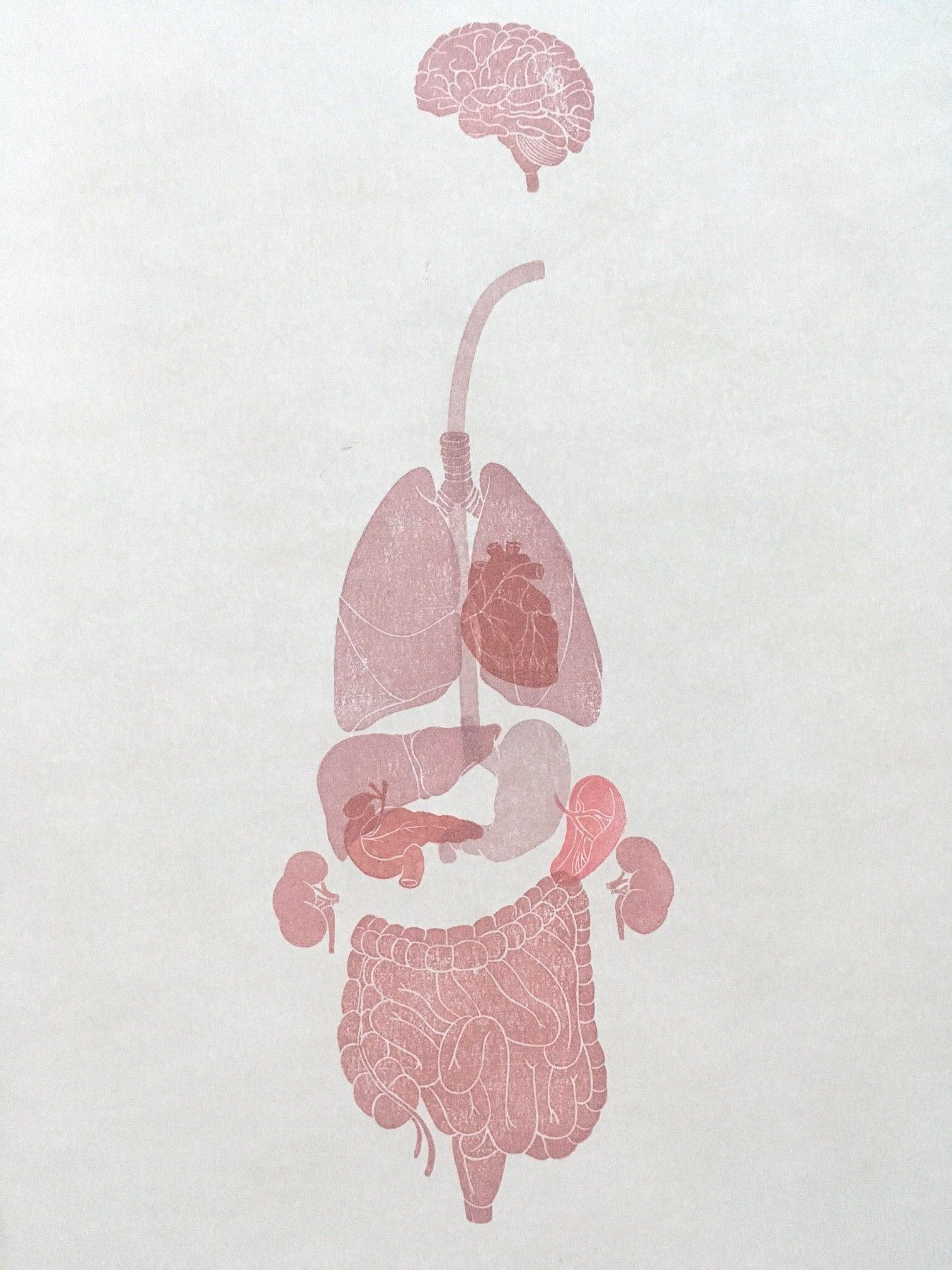 Human Anatomy Art / Human Anatomy Hand Carved Stamps / Human - Etsy