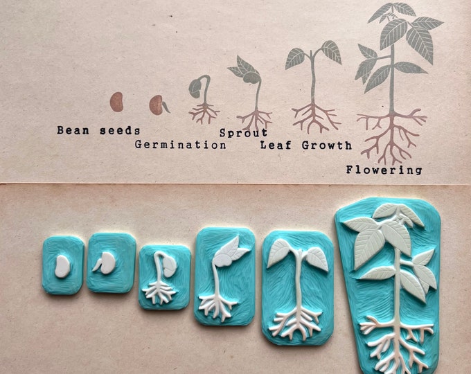 The Life Cycle of a Bean Plant Rubber Stamps Set, Educational Art ...