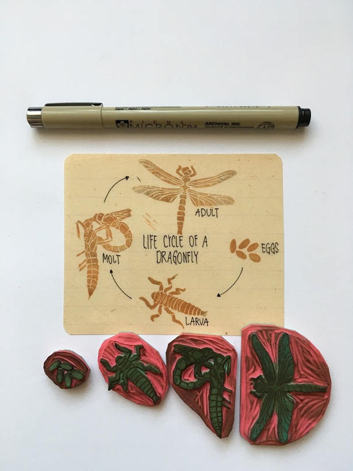 Life Cycle of a Dragonfly Stamp Set, Montessori Supplies, Biology ...