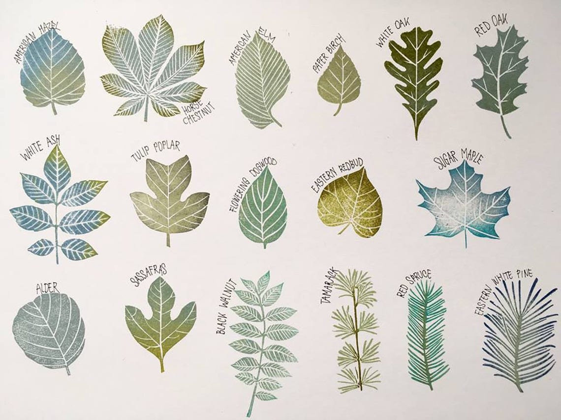 Common Tree Leaves Stamp Set of 17 Specimens Hand Carved Stamp - Etsy UK