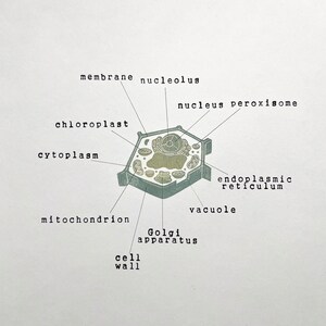 Plant Anatomy Art, Structure of a Plant Cell Rubber Stamp, Montessori ...
