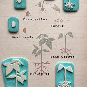 The Life Cycle of a Bean Plant Rubber Stamps Set, Educational Art ...