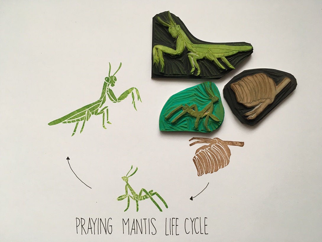 Praying Mantis life cycle set of 3 stamps / montessori | Etsy