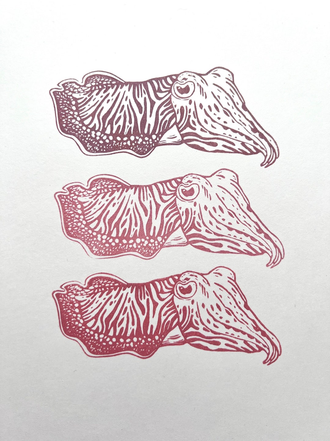 The Cuttlefish Rubber Stamp, Marine Molluscs, Cephalopod Art, Sea Life ...