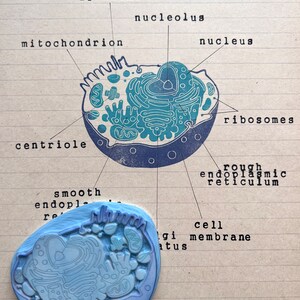 Structure of a Cell Hand Carved Rubber Stamp, Human Anatomy Art ...