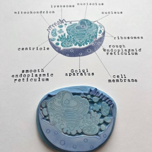 Structure of a Cell Hand Carved Rubber Stamp, Human Anatomy Art ...