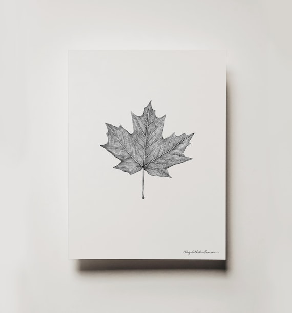 Sugar Maple Leaf Drawing