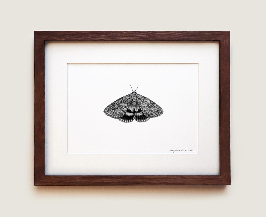 Ilia Underwing Moth Art Print: Graphite Illustration, Solid Oak Frame ...