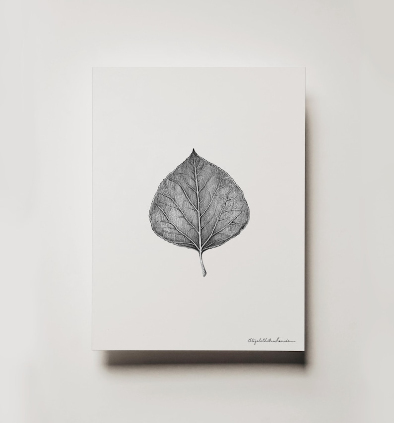 Quaking Aspen Leaf Art Print: Botanical Illustration, Solid Oak Frame ...