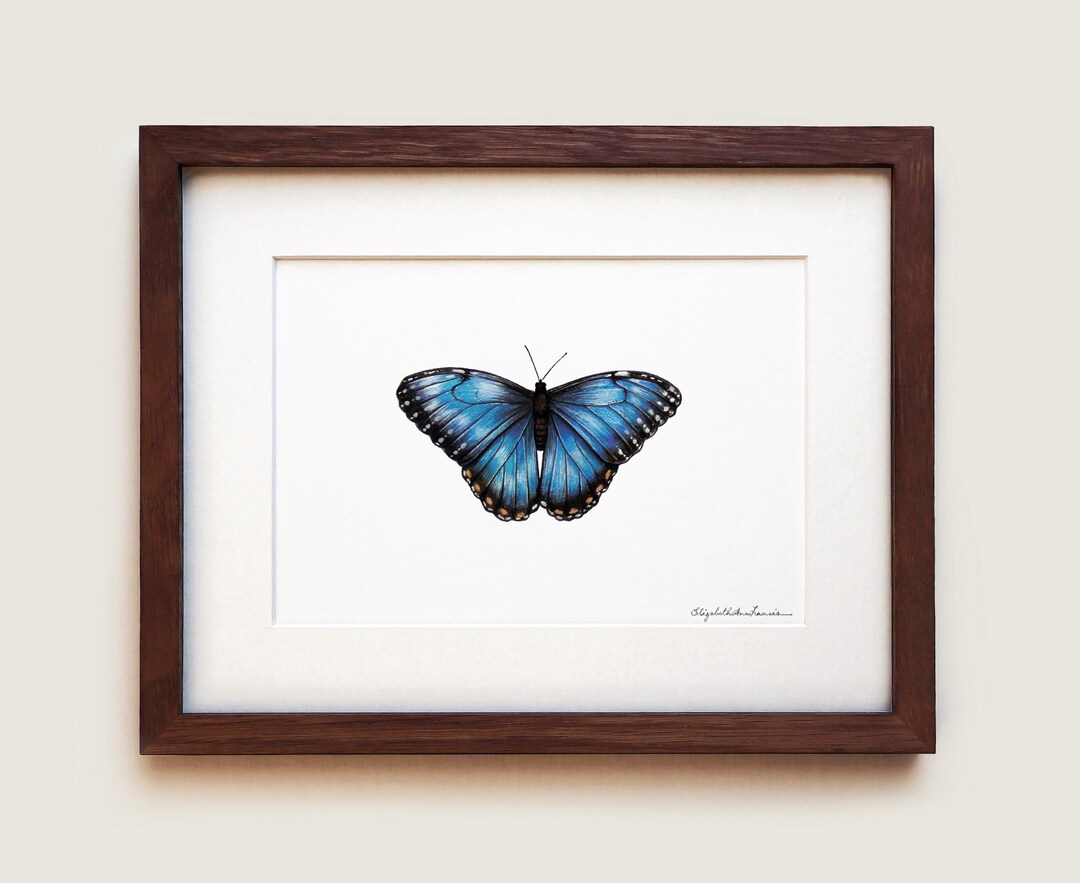 Blue Morpho Butterfly Art Print: Watercolor Pencil Drawing, Oak Frame ...