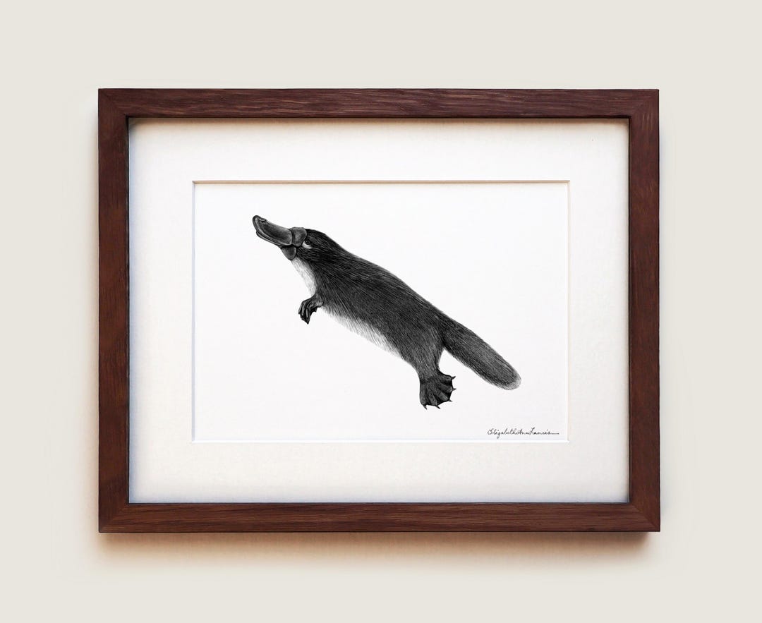 Platypus Art Print: Graphite Drawing, Solid Oak Frame - Etsy