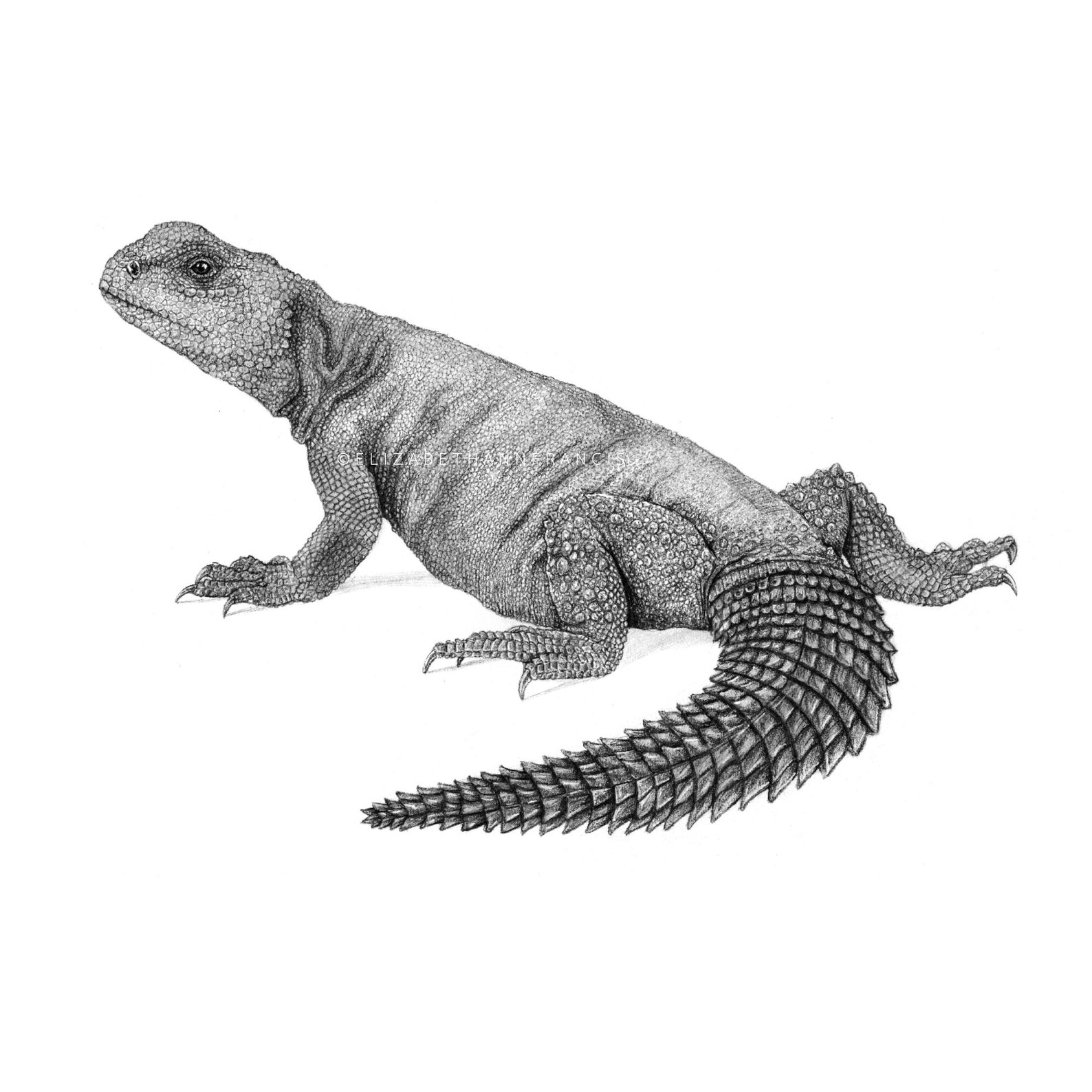 Graphite Uromastyx Art Print | Etsy