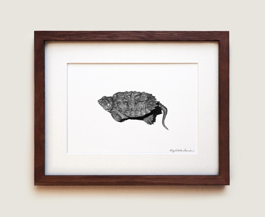 Snapping Turtle Hatchling Art Print: Scientific Illustration, Framed ...