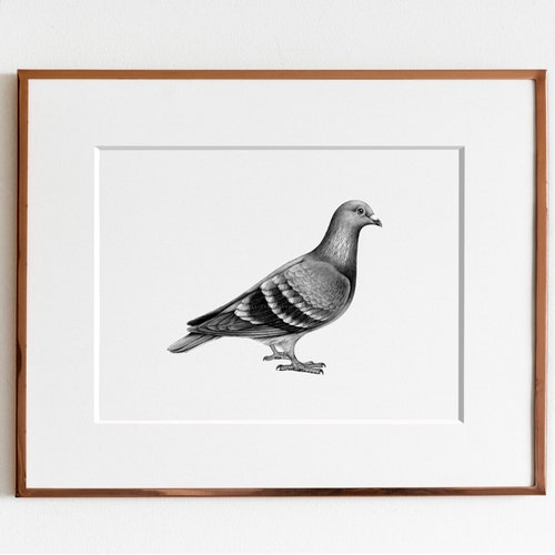 Pigeon Art Print - Etsy