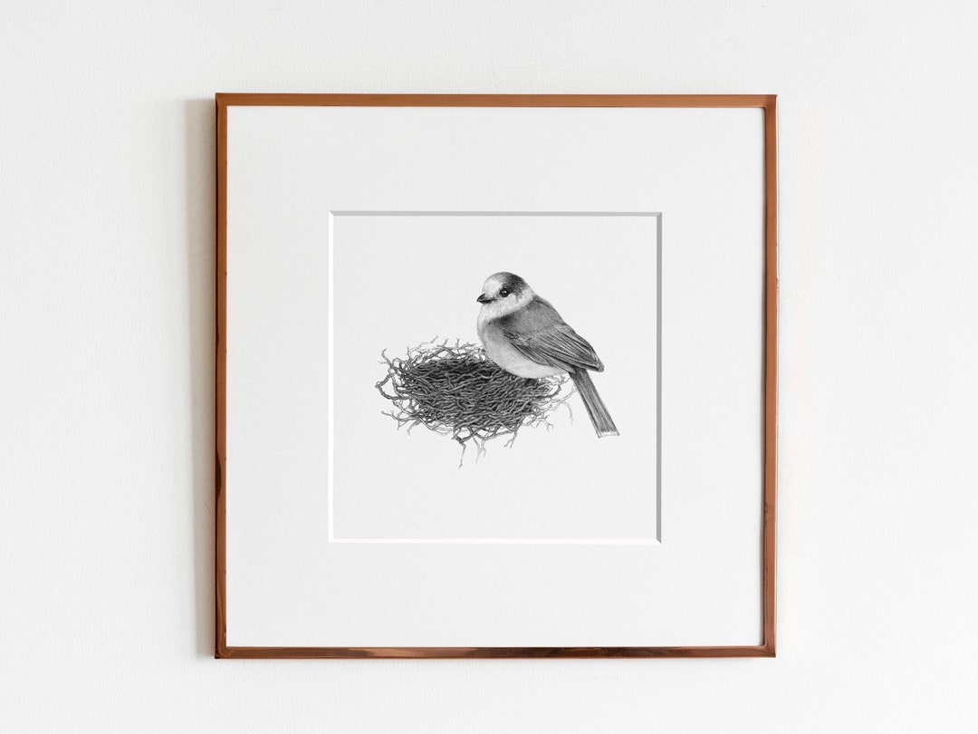 Gray Jay Art Print Canada Jay Whisky Jack Grey Jay Ornithology Art ...