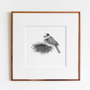 Gray Jay Art Print Canada Jay Whisky Jack Grey Jay Ornithology Art ...