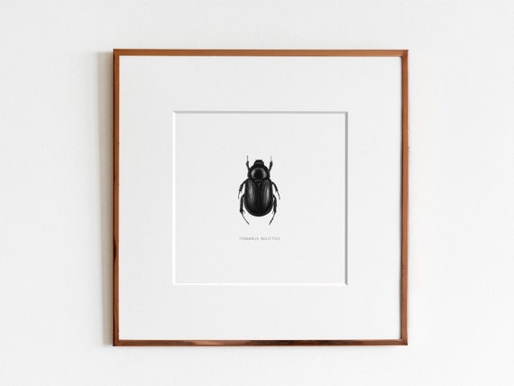 Tomarus Relictus Beetle Art Print | Etsy