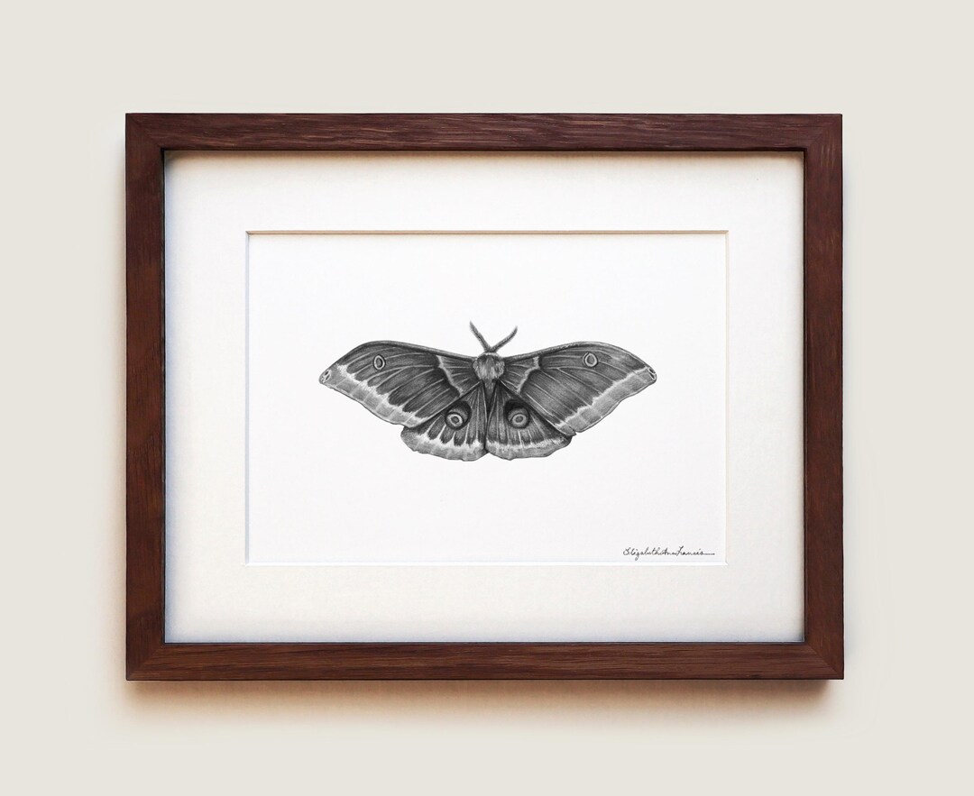 Buy Polyphemus Moth Art Print | Framed Art Print Online in India - Etsy