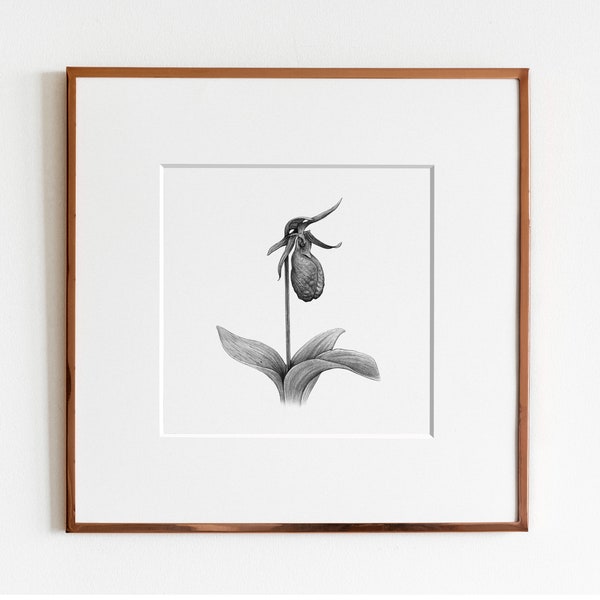 Pink Lady's Slipper - Etsy