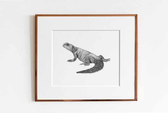 Uromastyx Art Print - Etsy