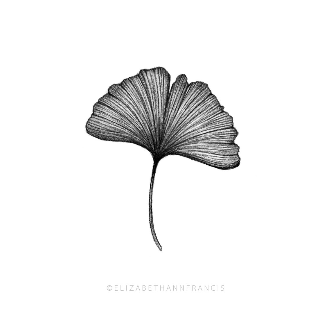 Ginkgo Leaf ginkgo Biloba Botanical Art Print Maidenhair - Etsy Canada