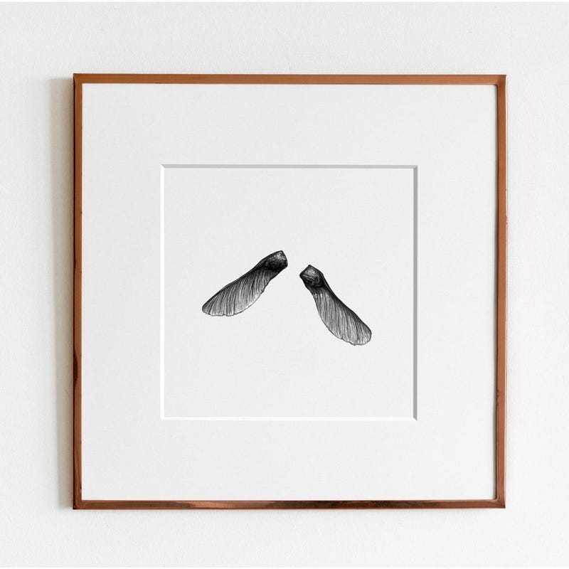 Maple Seed Drawing - Etsy
