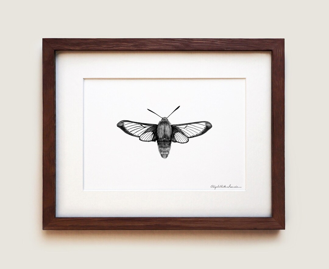 Hummingbird Clearwing Moth Graphite Drawing Print | Framed Art Print - Etsy