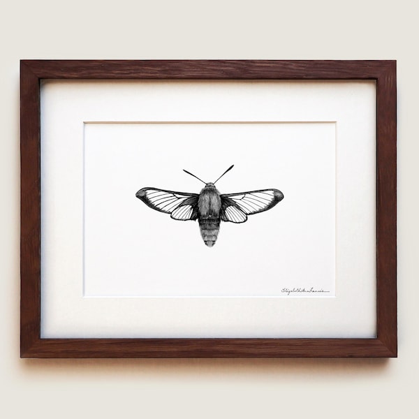 Hummingbird Moth - Etsy