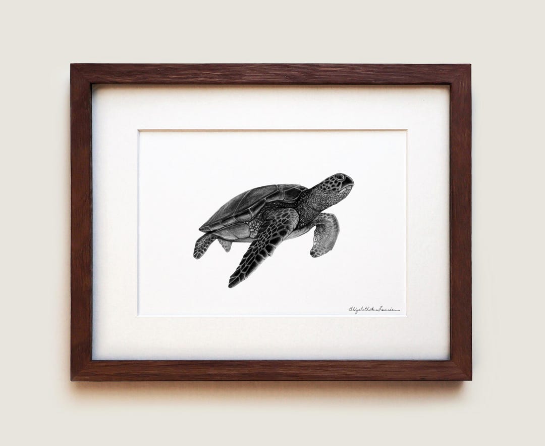 Green Sea Turtle Art Print: Graphite Drawing, Solid Oak Frame - Etsy