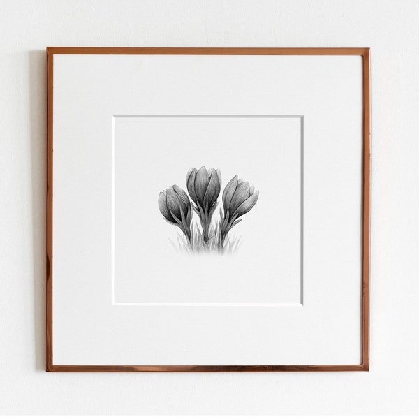 Prairie Crocus - Etsy