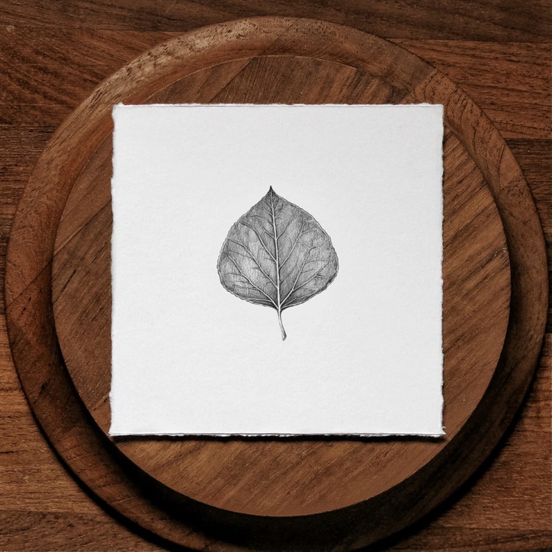 Quaking Aspen Leaf Art Print: Botanical Illustration, Solid Oak Frame ...