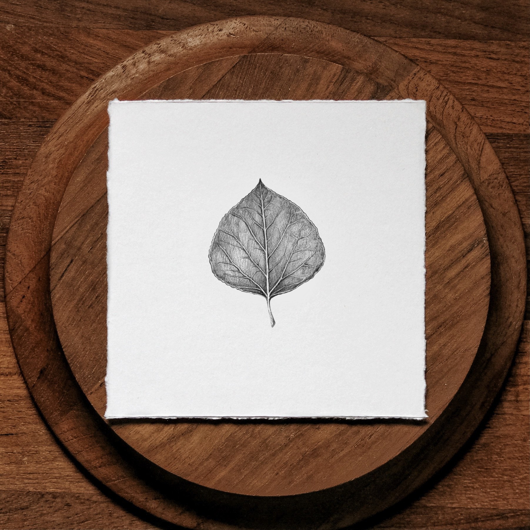 Quaking Aspen Leaf Art Print: Botanical Illustration, Solid Oak Frame ...