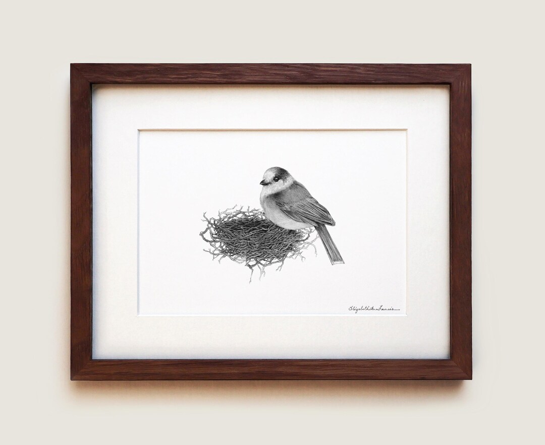 Gray Jay Art Print | Canada Jay | Whisky Jack | Grey Jay | Ornithology ...