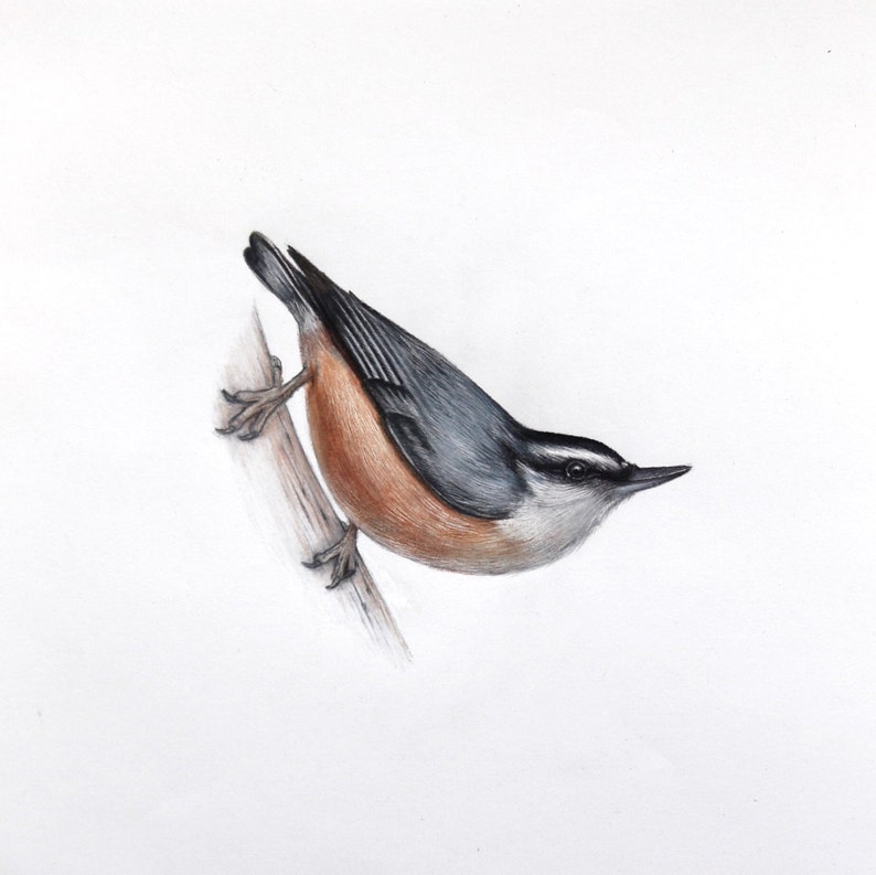Red-breasted Nuthatch Art Print - Etsy