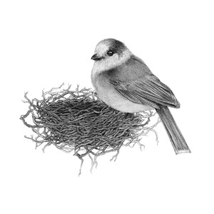 Gray Jay Art Print Canada Jay Whisky Jack Grey Jay | Etsy Canada