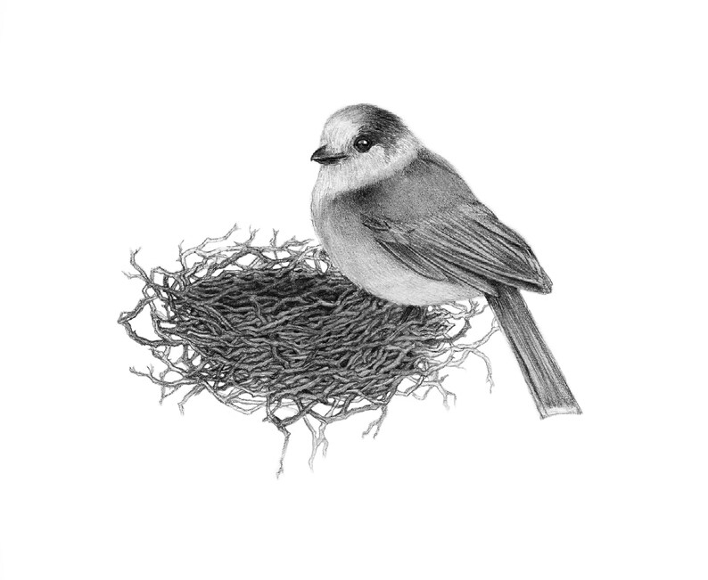 Gray Jay Art Print Canada Jay Whisky Jack Grey Jay | Etsy Canada