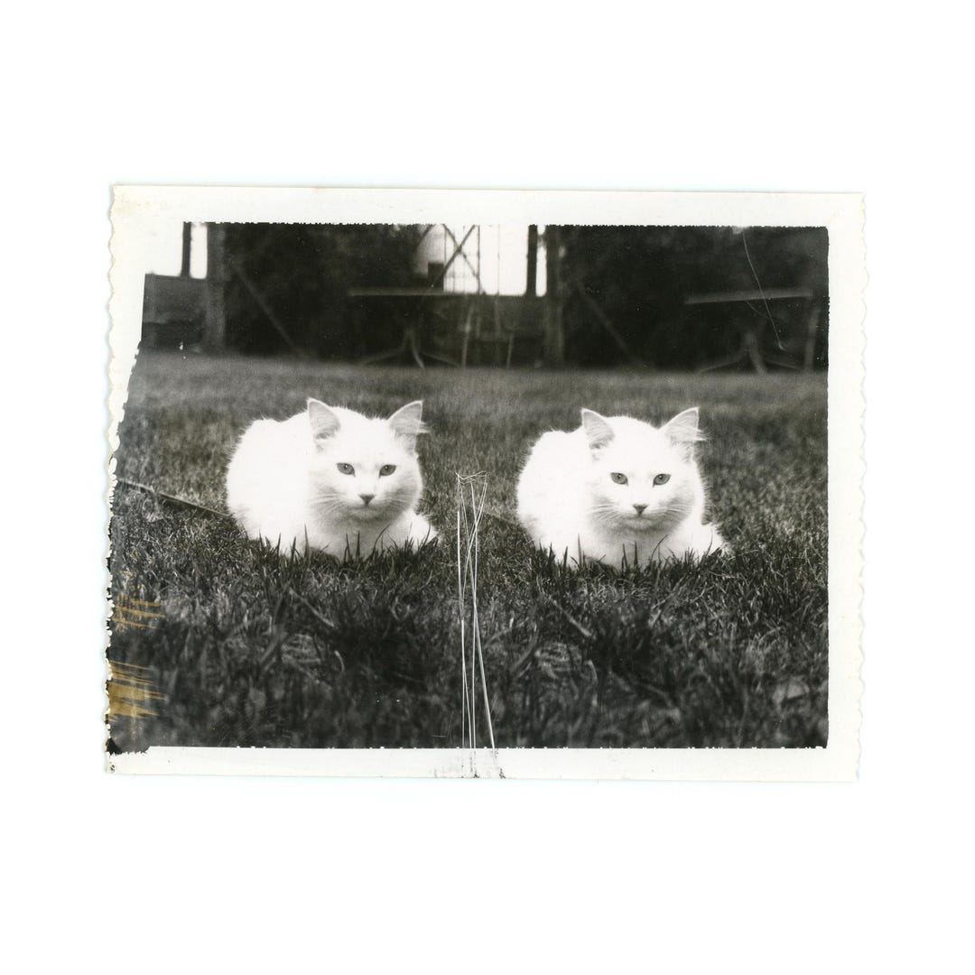 Trick Photography Vintage Polaroid Photo Seeing Double White Cats ...