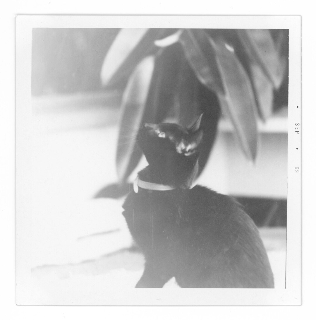 Get My Best Side 1960s Vintage Snapshot Cute Black Cat Vintage Photo A1