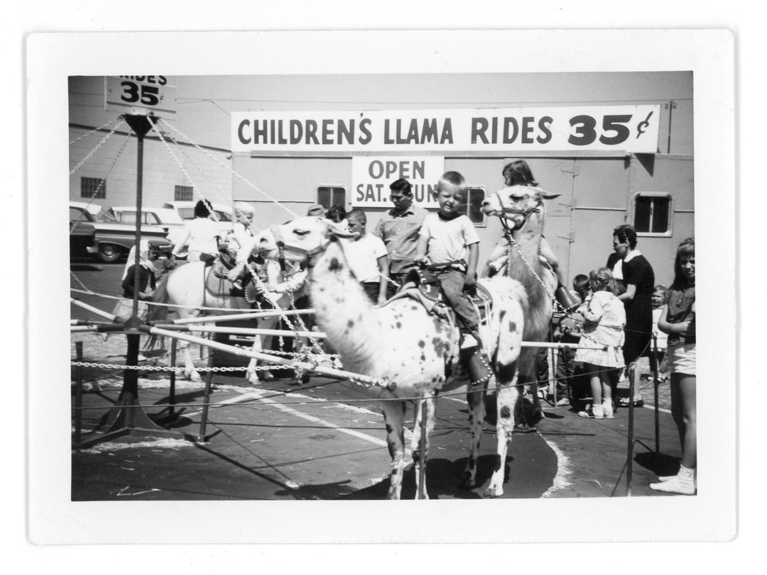 Llama Rides ~ Vintage Snapshot ~ Children Riding Llamas ~ Vintage Photo ...