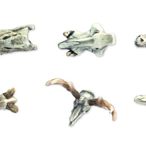 Animals Skulls Set (6) - Miniatures Figures RPG Tabletop Roleplay Games ...