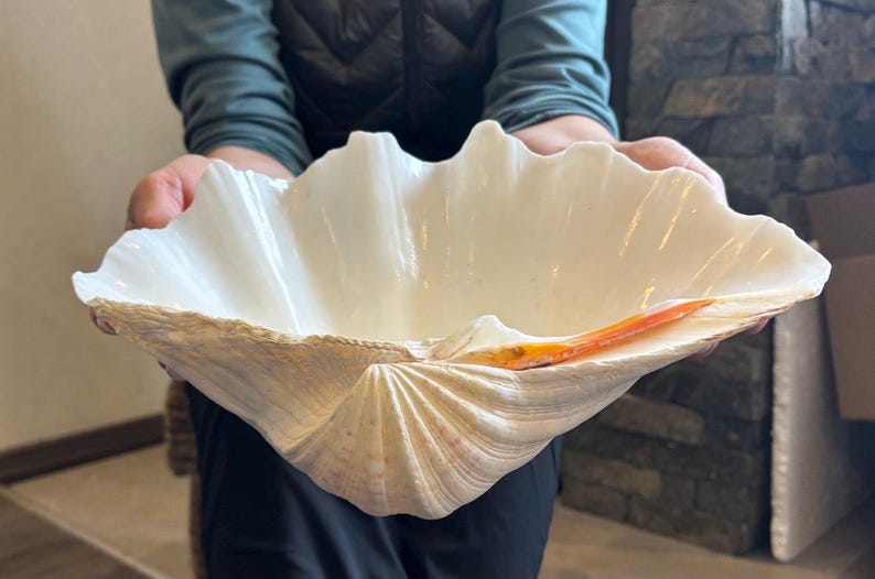 Tridacna Clam Shell 12 х 10.5 in - Large Size - Beautiful Shells ...