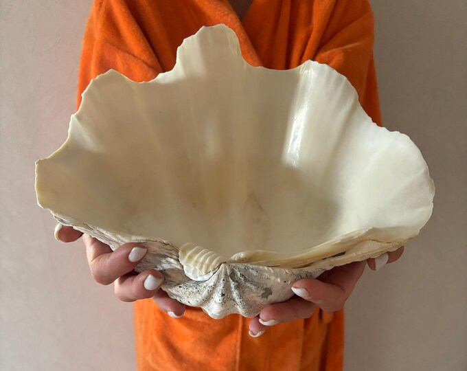 Tridacna Squamosa 12 X 7 Inch - Giant Clam Shell - Xlarge Shell ...