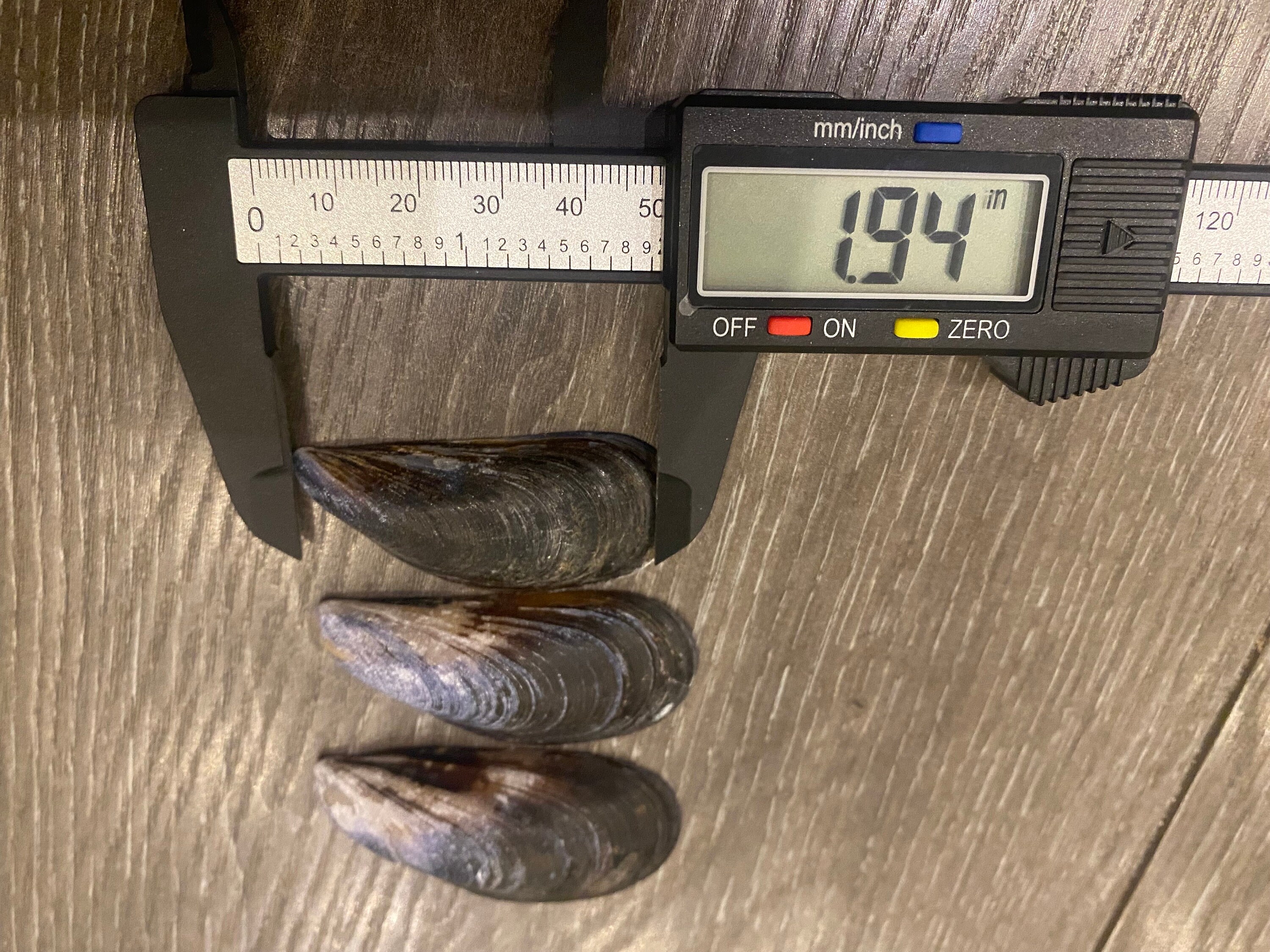 200 Mussel Shells Natural, Eco Friendly Sea Shell Bulk Seashells for ...